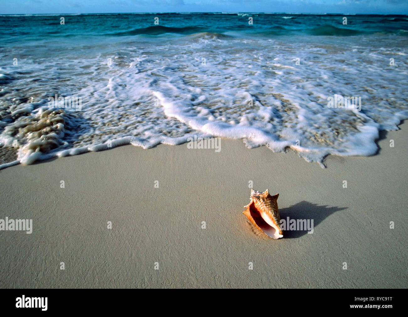 conch shell on a beach in Barbados in 2003 Stock Photo - Alamy