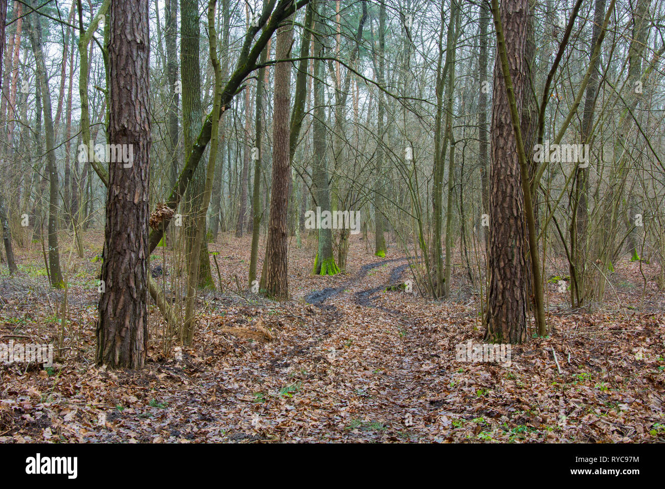 Gloomy forest hi-res stock photography and images - Alamy
