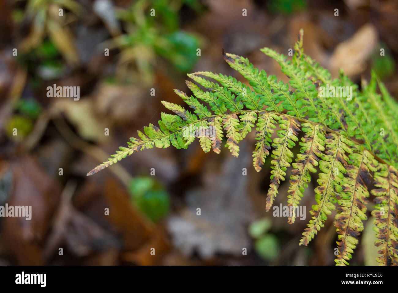 A withered forest fern on a background of leaves on the ground ...