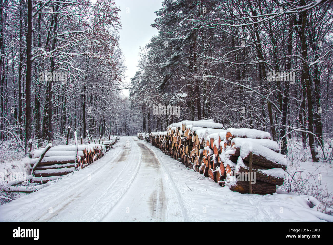 Snow covered logging road hi-res stock photography and images - Alamy