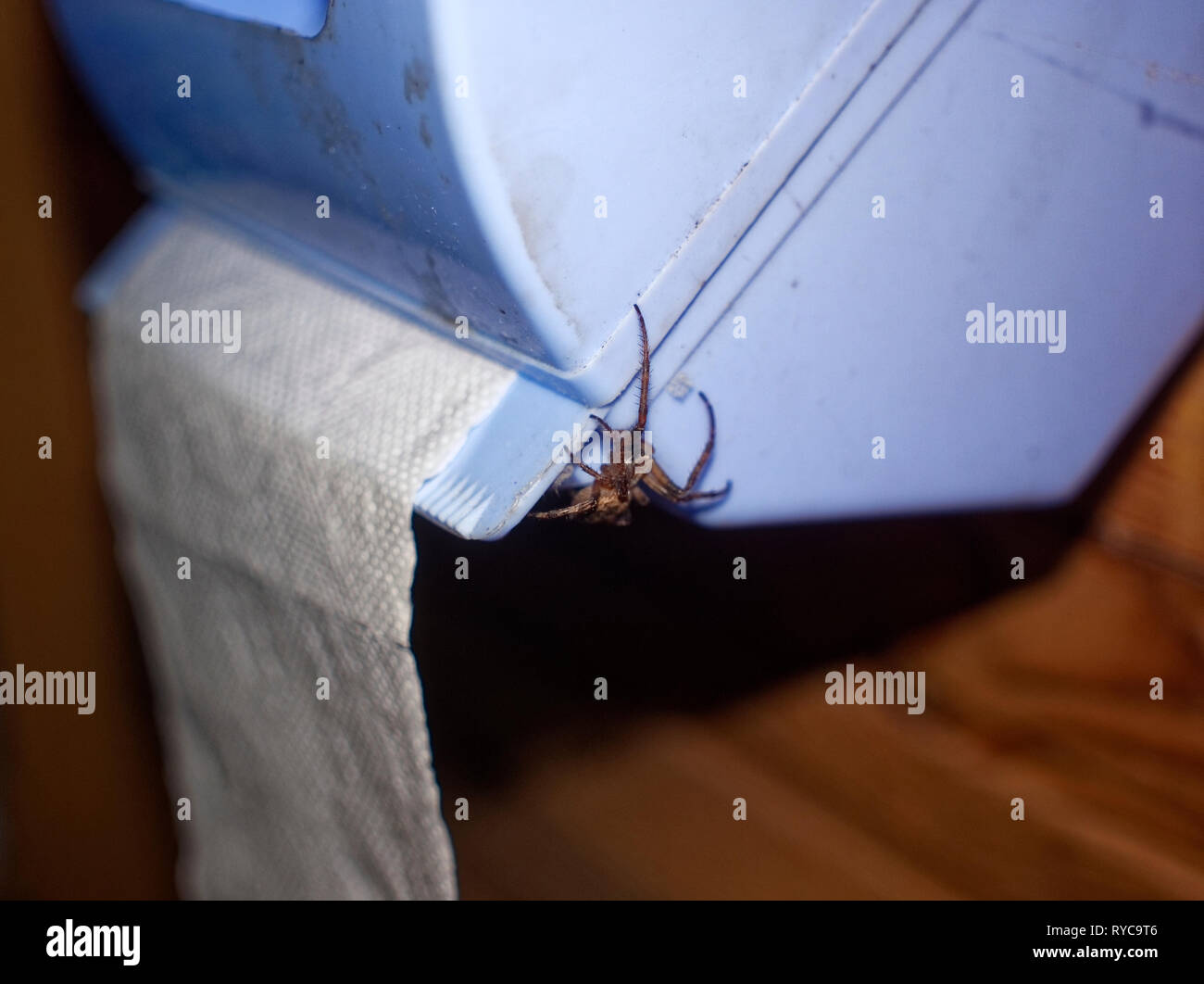 spider sitting on a roll of toilet paper, night Stock Photo - Alamy