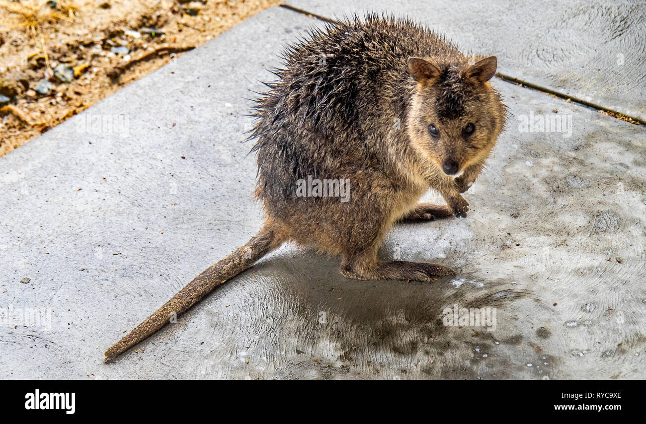 Quokka native australia marsupial hi-res stock photography and images ...