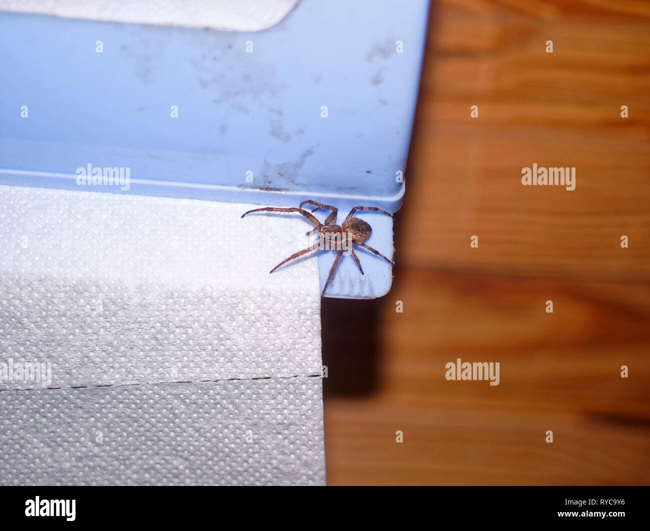 Toilet Paper Spider Prank