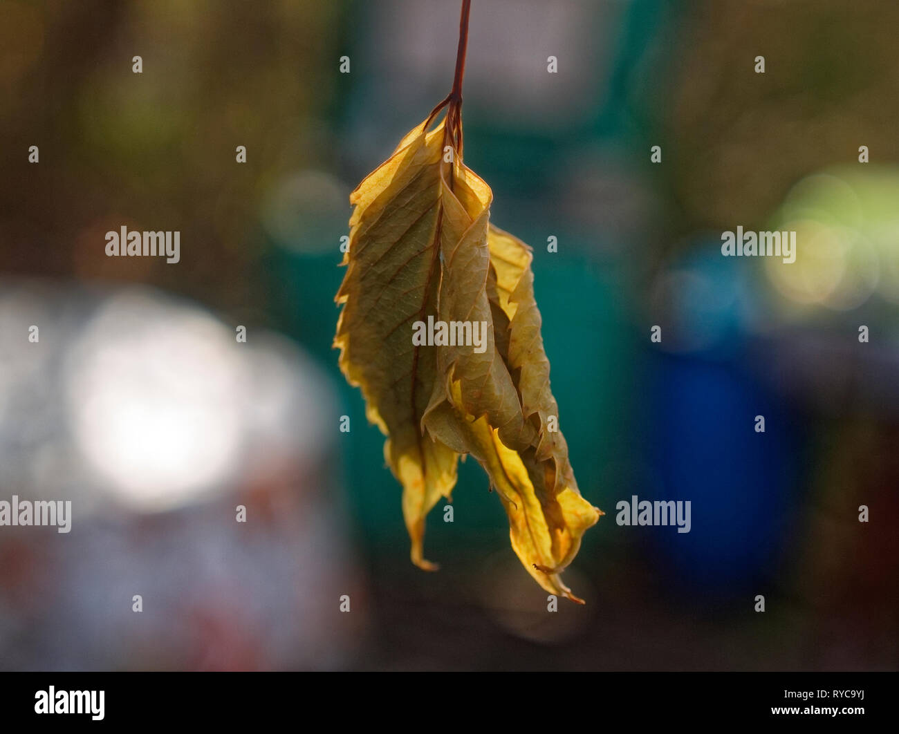 Withered leaf hi-res stock photography and images - Alamy