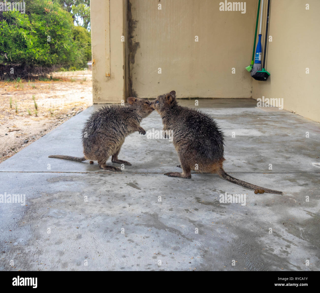 Two marsupial quokkas on the back porch of a house in Rottnest Island ...