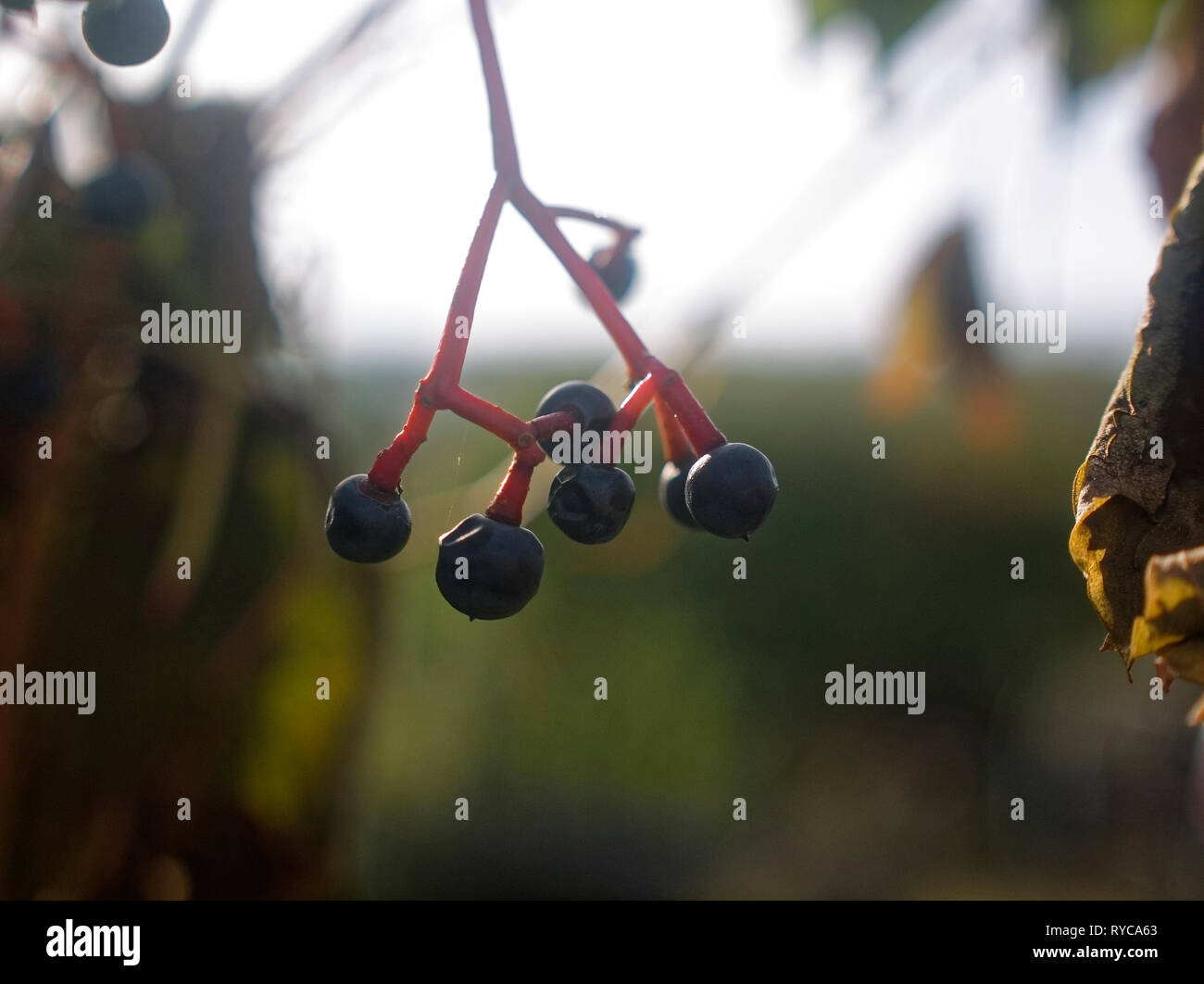 Black rowan berries on hi-res stock photography and images - Alamy