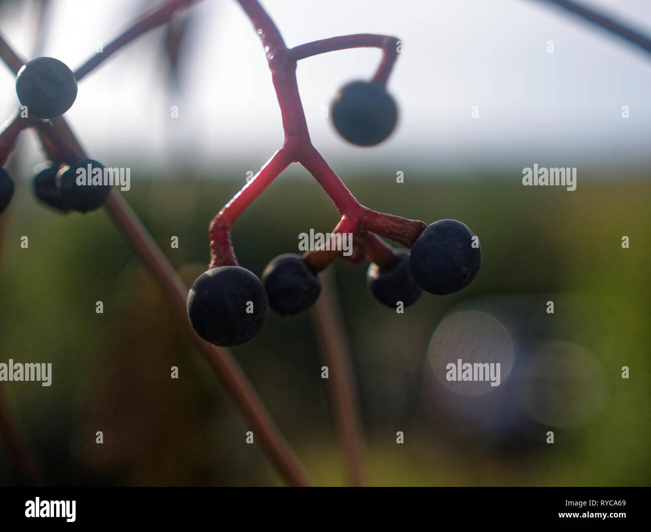 Black rowan berries on hi-res stock photography and images - Alamy