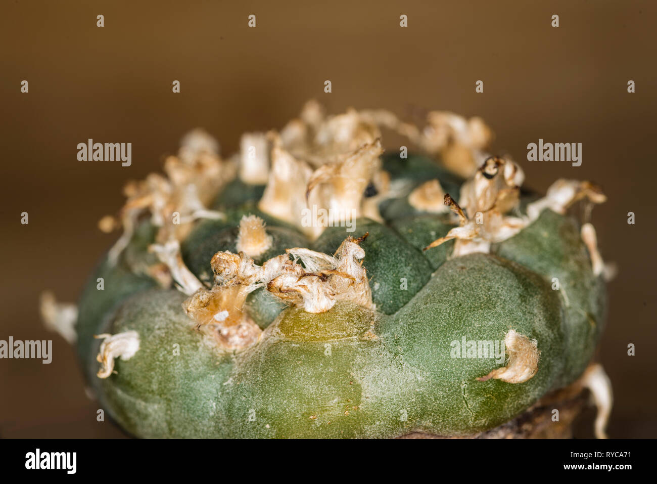 Lophora, peyote, ritual cactus Stock Photo - Alamy