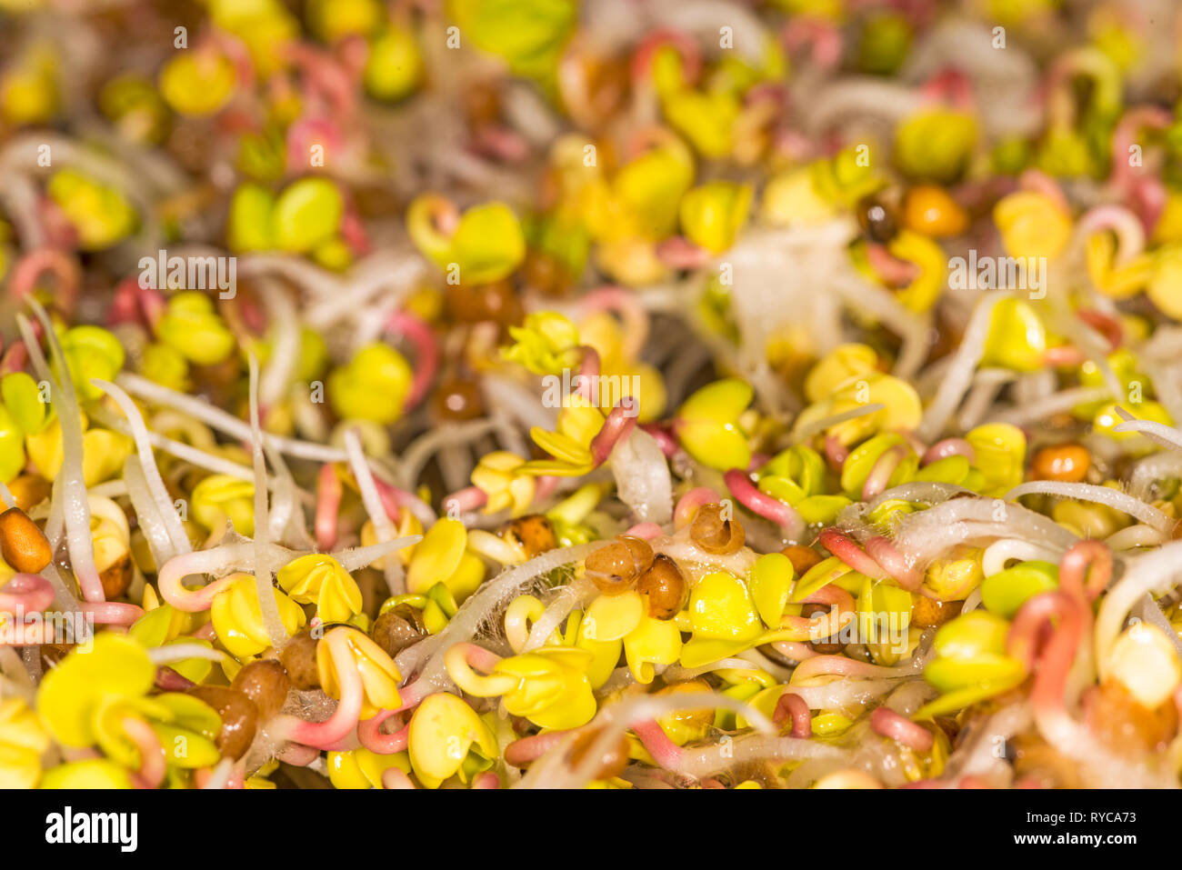 Germs sprouts hi-res stock photography and images - Alamy