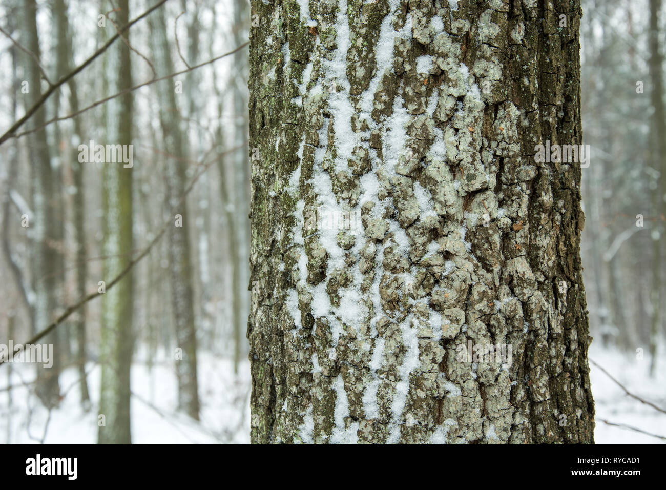 Snow-covered tree trunk in the forest - closeup Stock Photo - Alamy