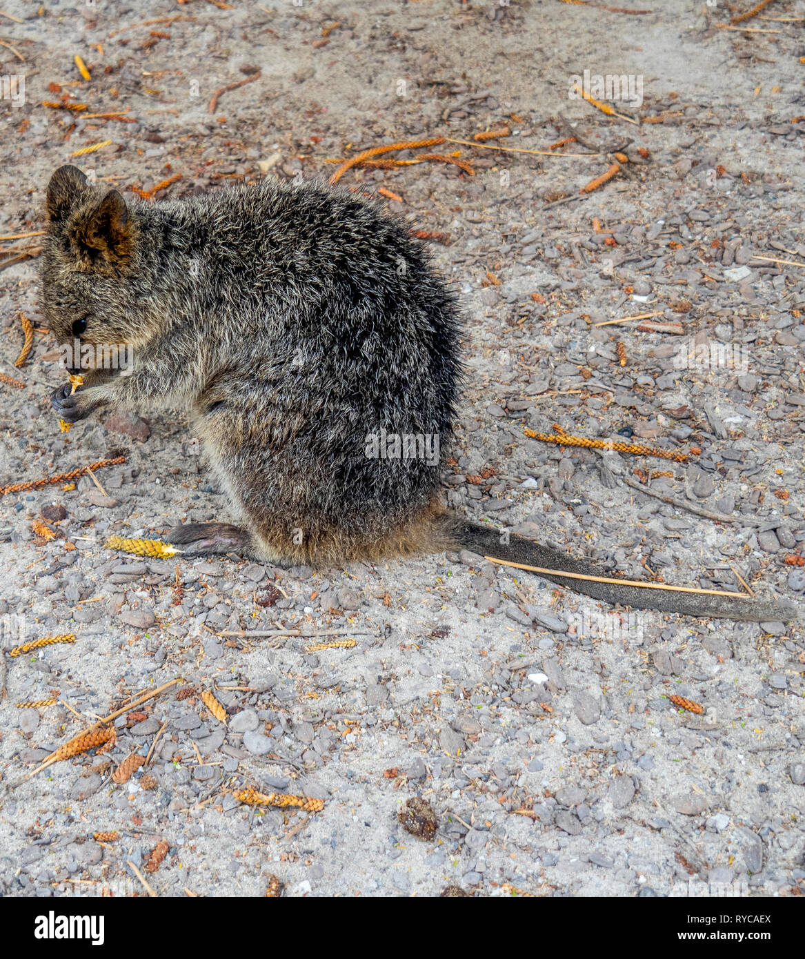 Marsupial quokka on Rottnest Island Western Australia Stock Photo - Alamy