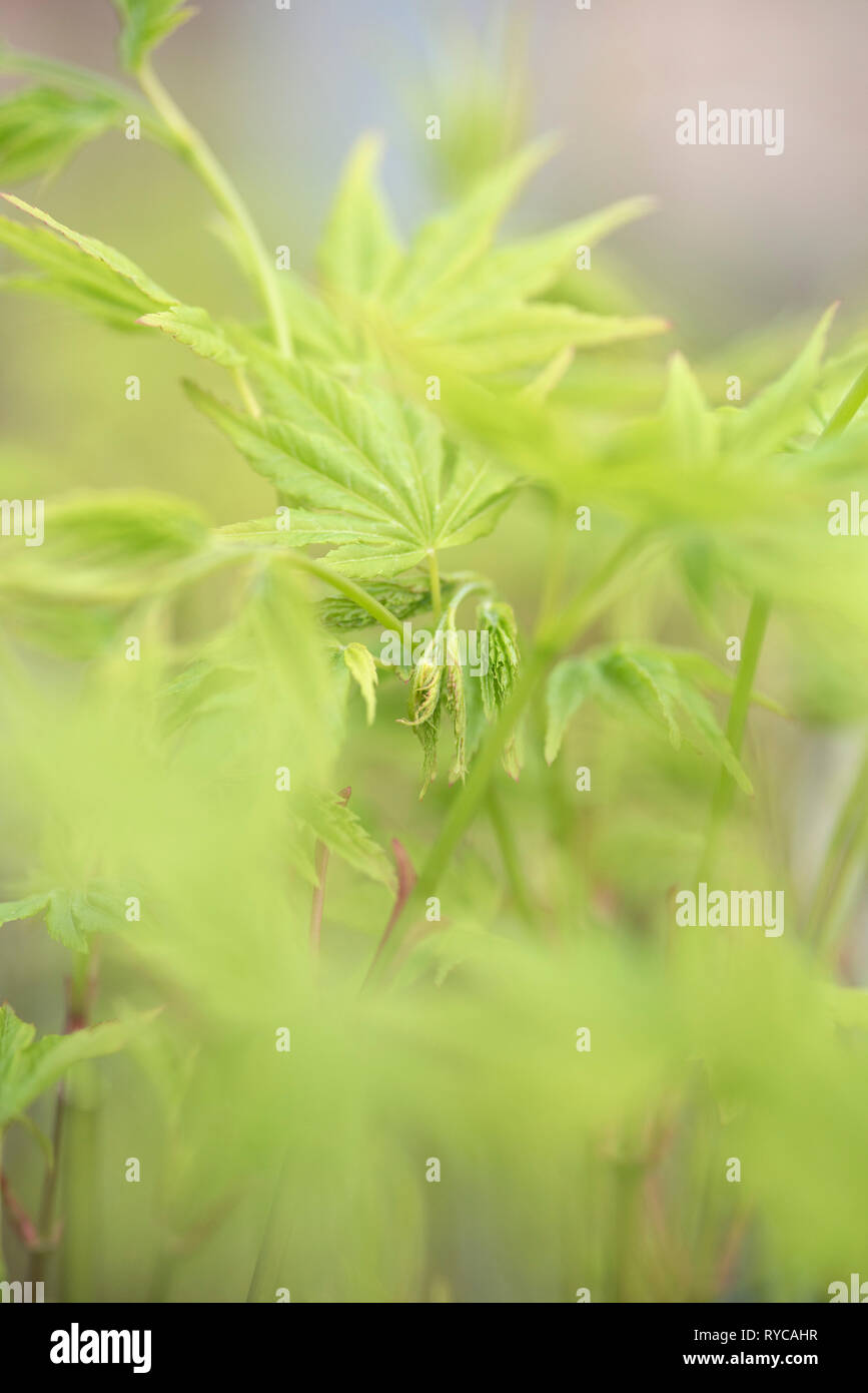 Green leaves acer japanese hi-res stock photography and images - Alamy