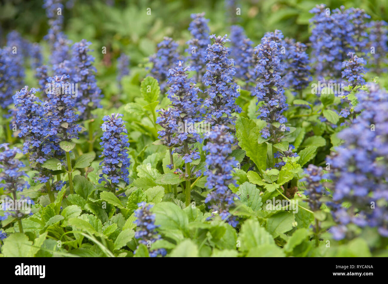 AJUGA REPTANS GOLDEN BEAUTY Stock Photo - Alamy