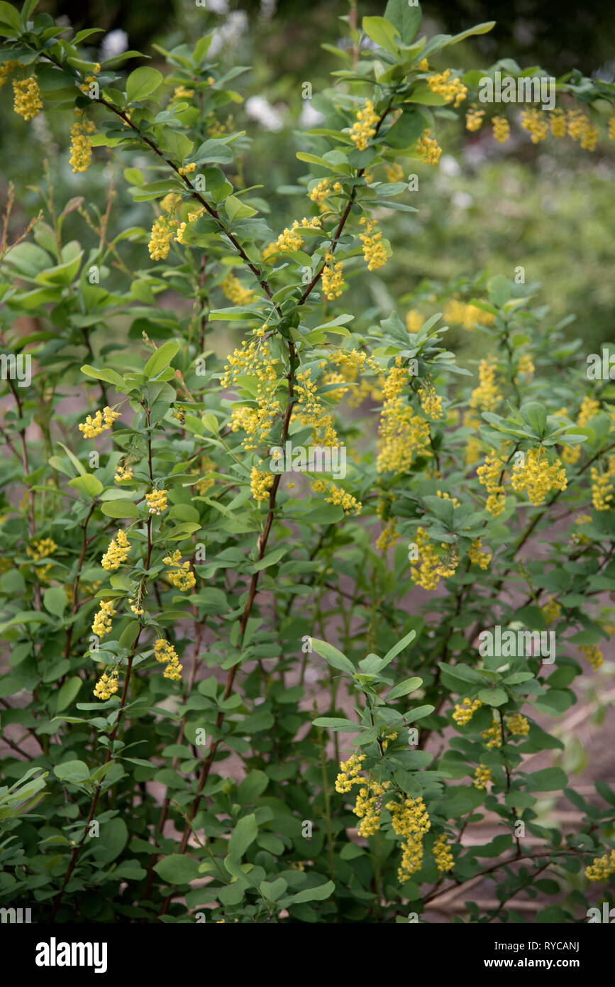 Berberis vulgaris hi-res stock photography and images - Alamy