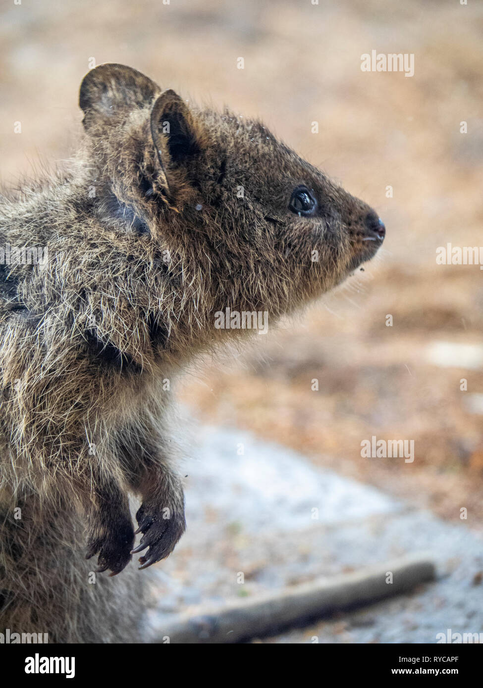 Marsupial quokka on Rottnest Island Western Australia Stock Photo - Alamy