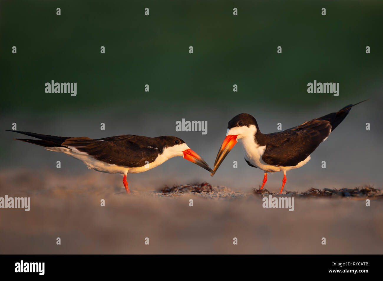 This pair of Black Skimmers touch beaks together as the first rays of ...