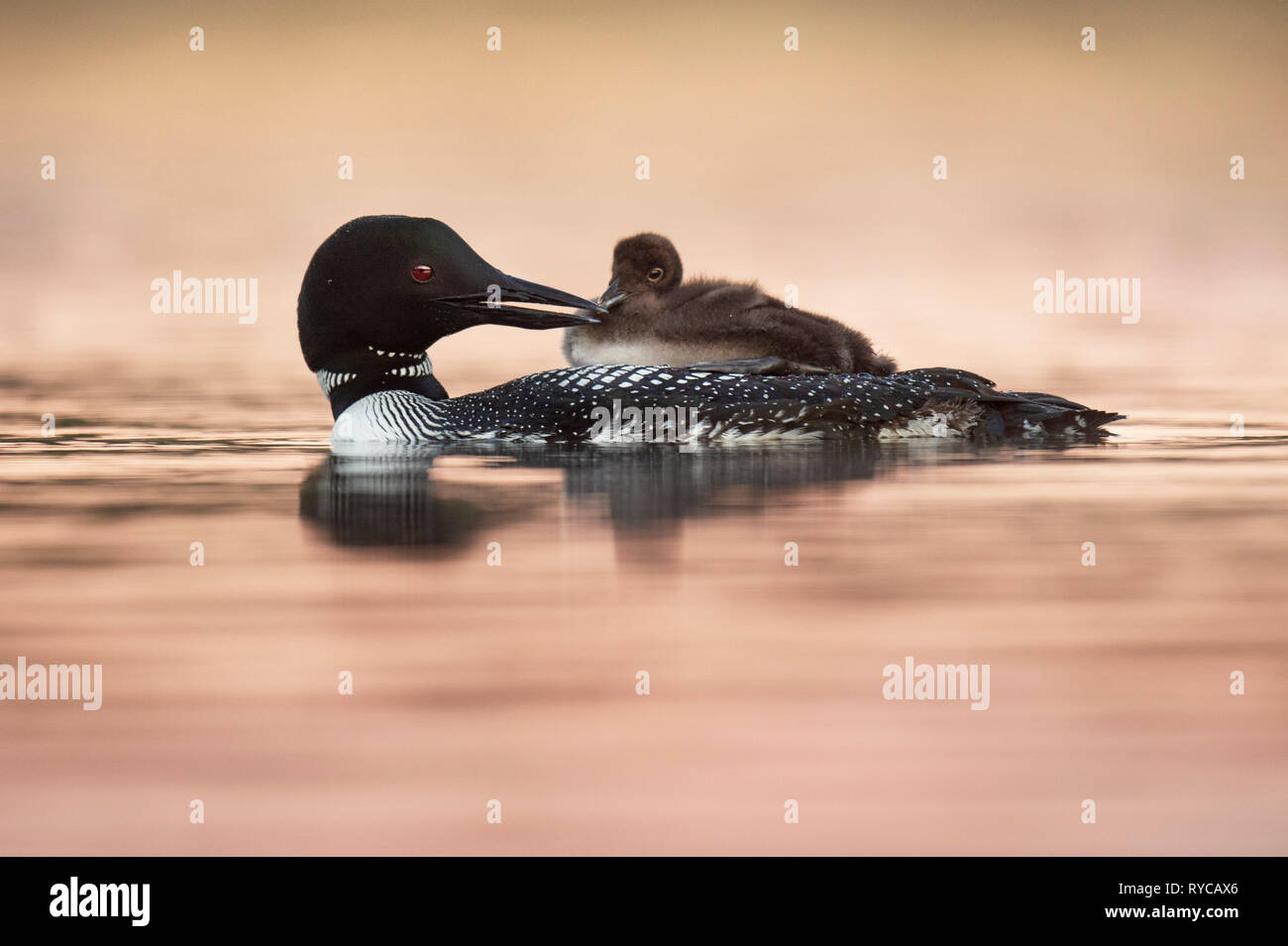 A Common Loon and its small chick riding on its back float in a sea of ...