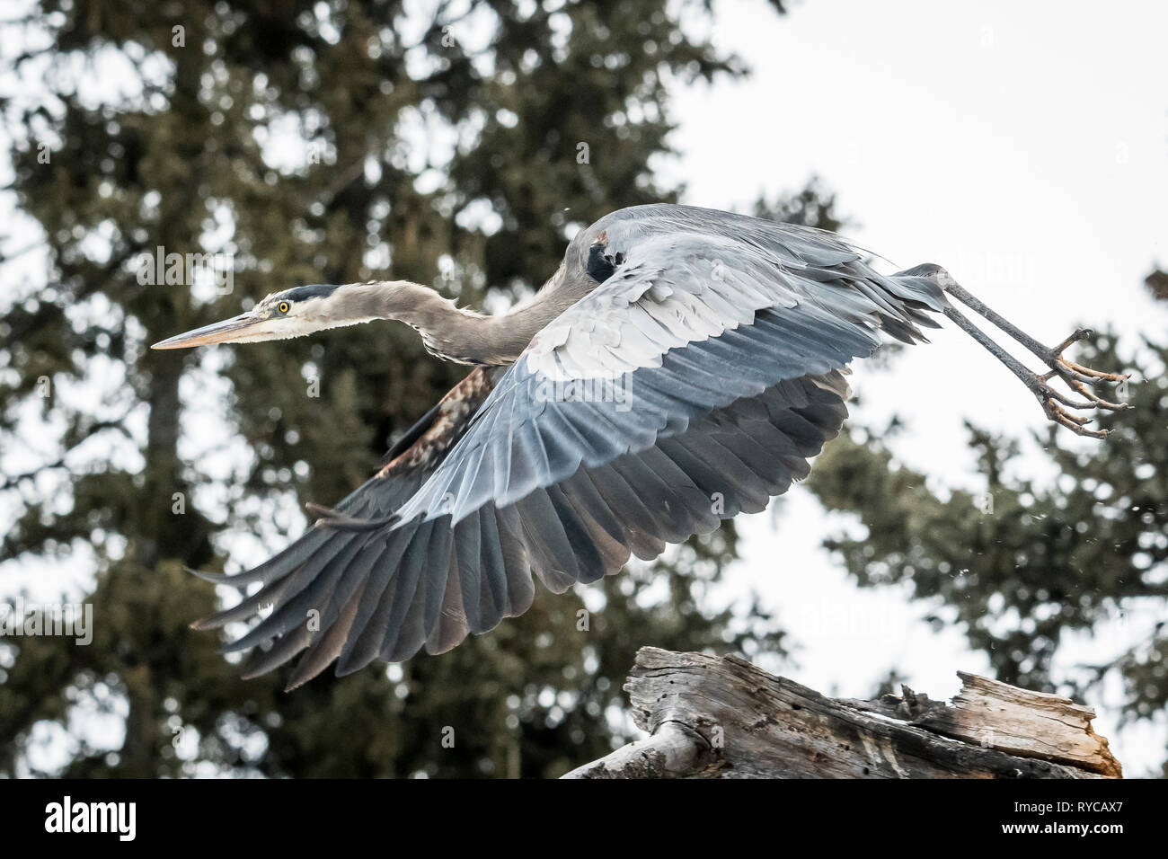 Raven in dead tree hi-res stock photography and images - Alamy