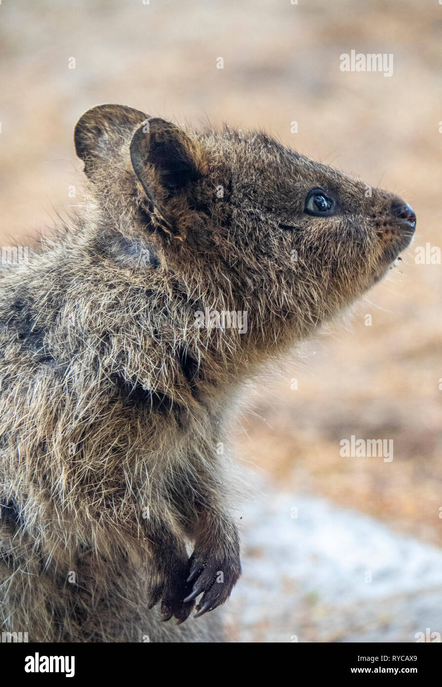 Marsupial quokka on Rottnest Island Western Australia Stock Photo - Alamy