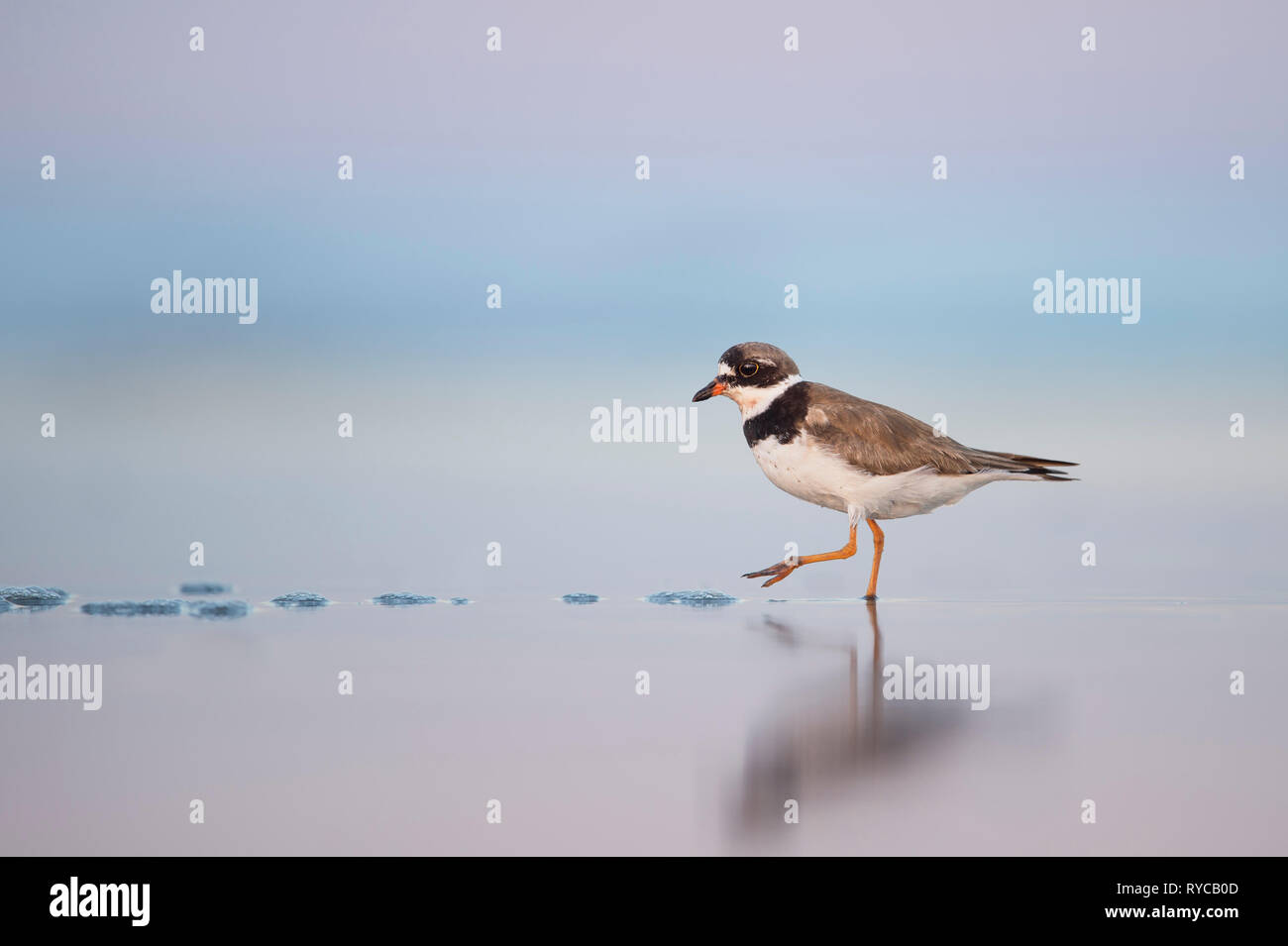 A Semipalmated Plover walks in the wet sand in dusk light with a pastel ...