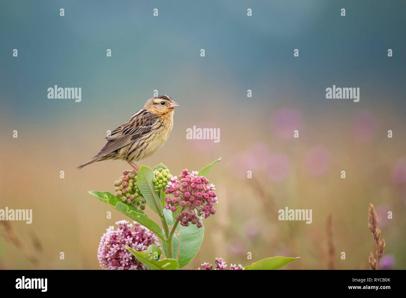 Bobolink High Resolution Stock Photography and Images - Alamy