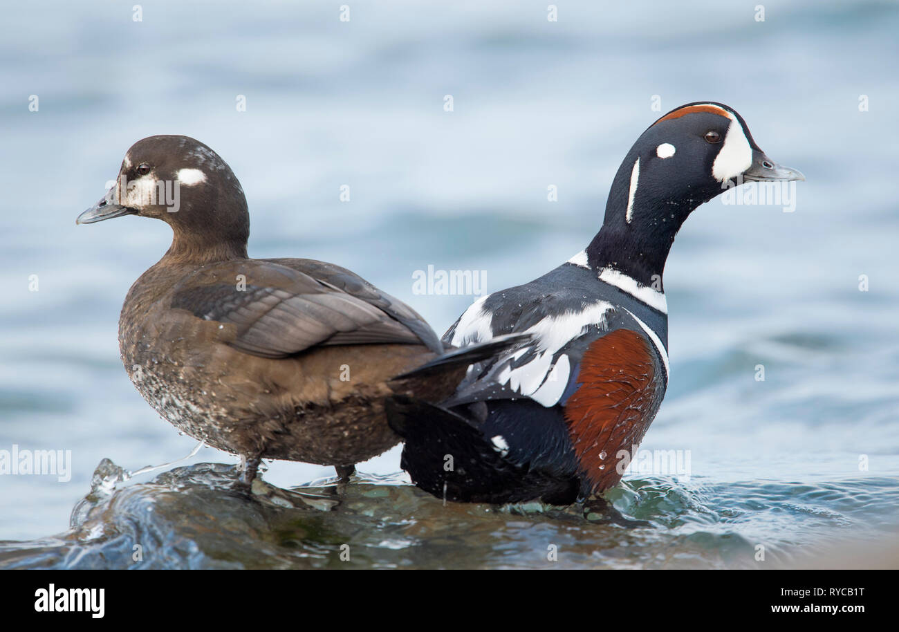 Duck stand hi-res stock photography and images - Alamy