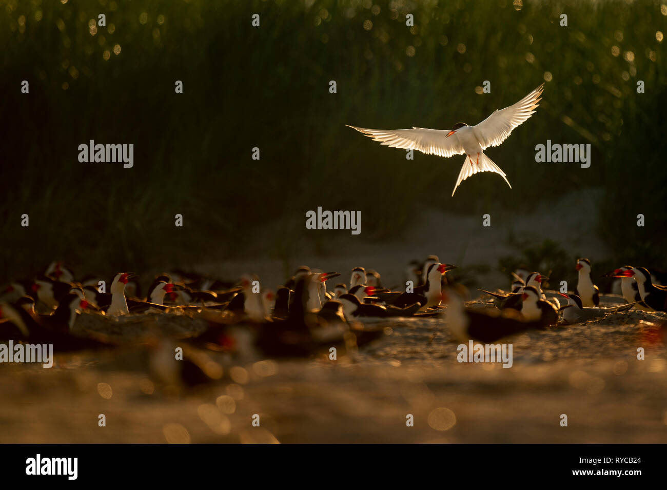 A Common Tern Hovers in flight over a colony of Black Skimmers on a ...
