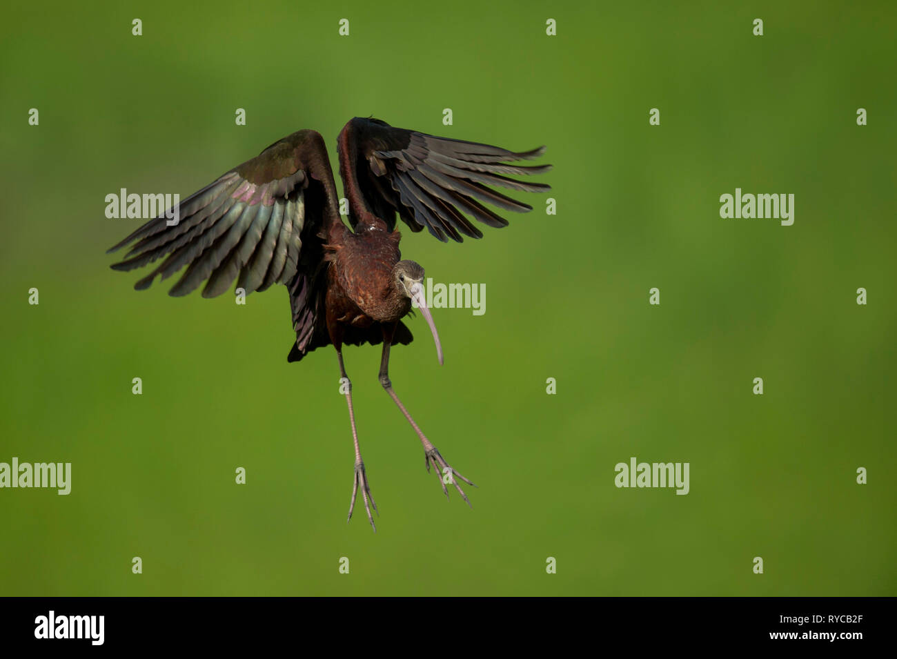 A Glossy Ibis comes in to land with its wings spread and a smooth ...