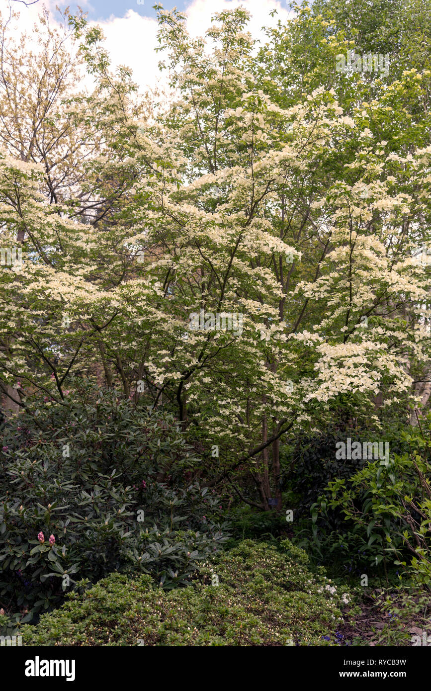 CORNUS X RUTGERSENSIS AURORA Stock Photo - Alamy