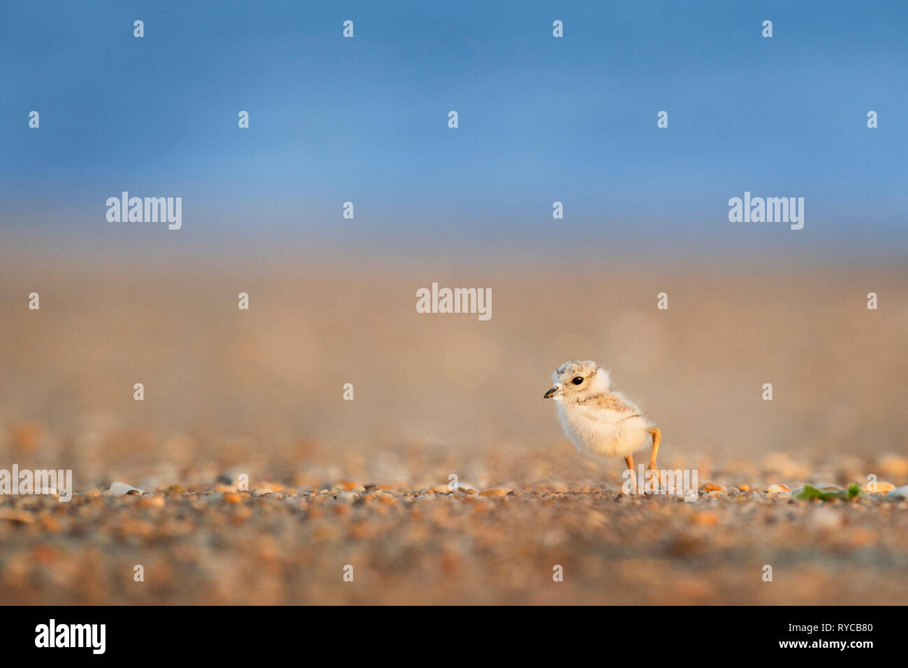 A tiny and cute Piping Plover chick runs along a pebble covered beach ...