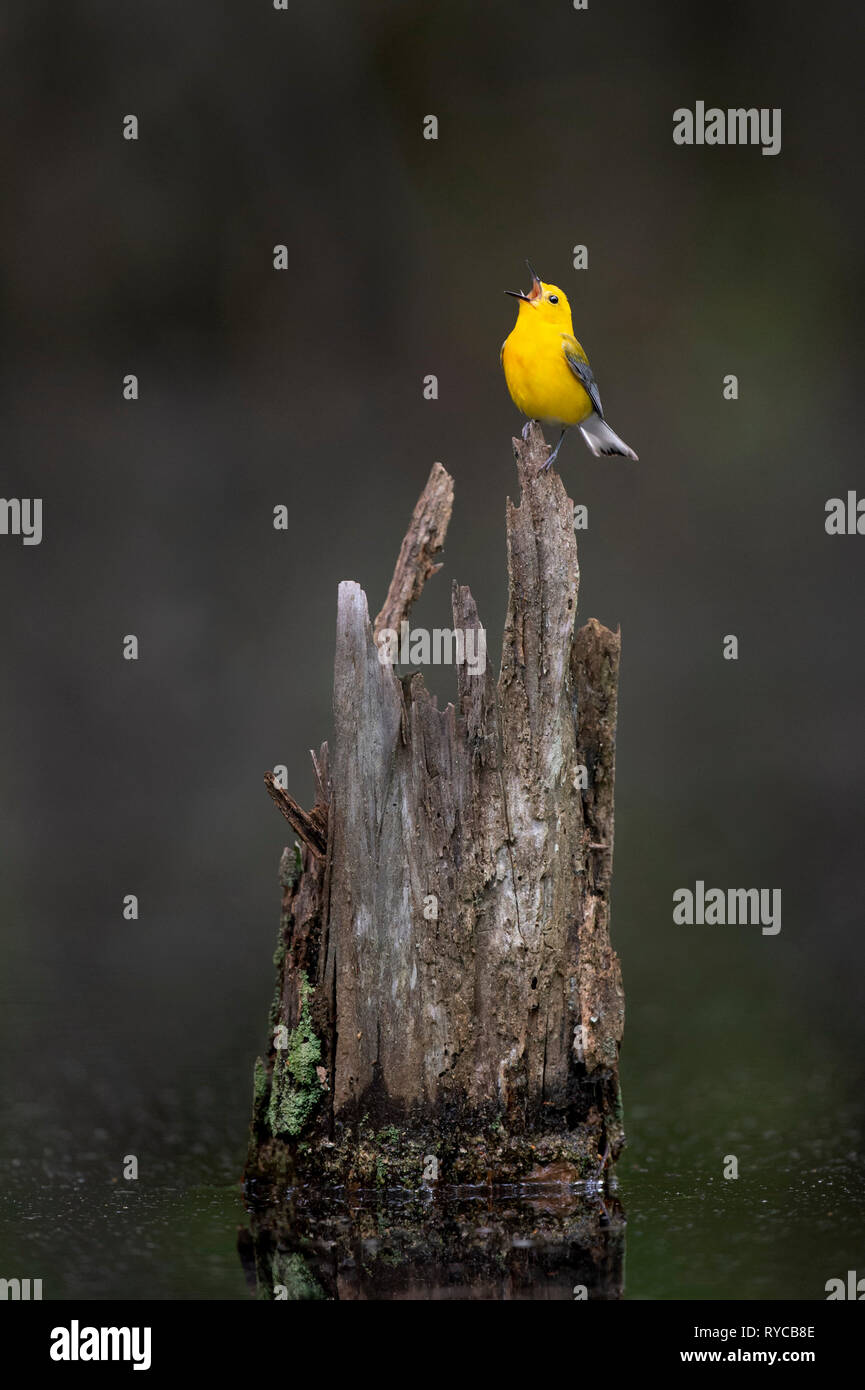 A bright yellow Prothonotary Warbler sings out loud as it perches on a ...
