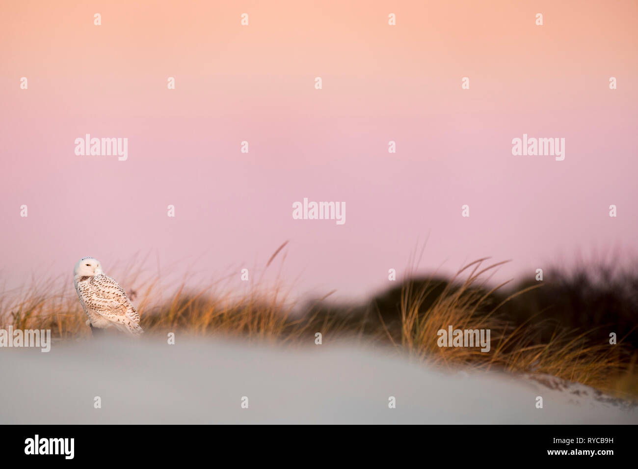 A Snowy Owl perched on a sand dune in the first light of the day with a ...