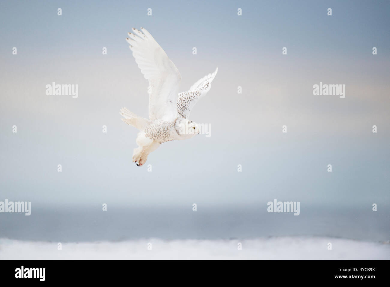 Owl takes off in flight hi-res stock photography and images - Alamy
