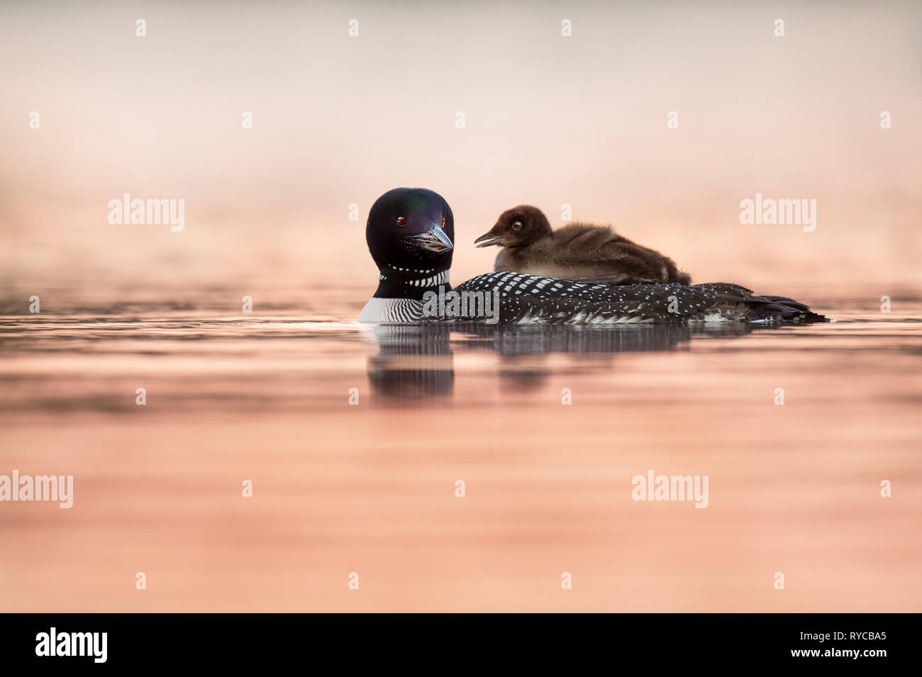Loons on water hi-res stock photography and images - Alamy