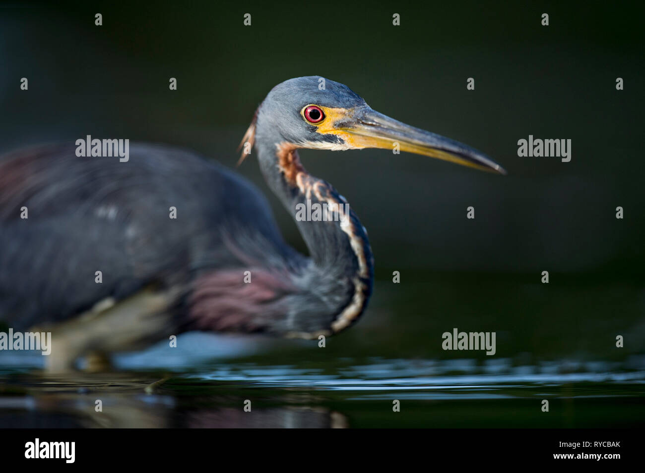 A Tricolored Heron stalks the shallows with a soft spotlight on its ...