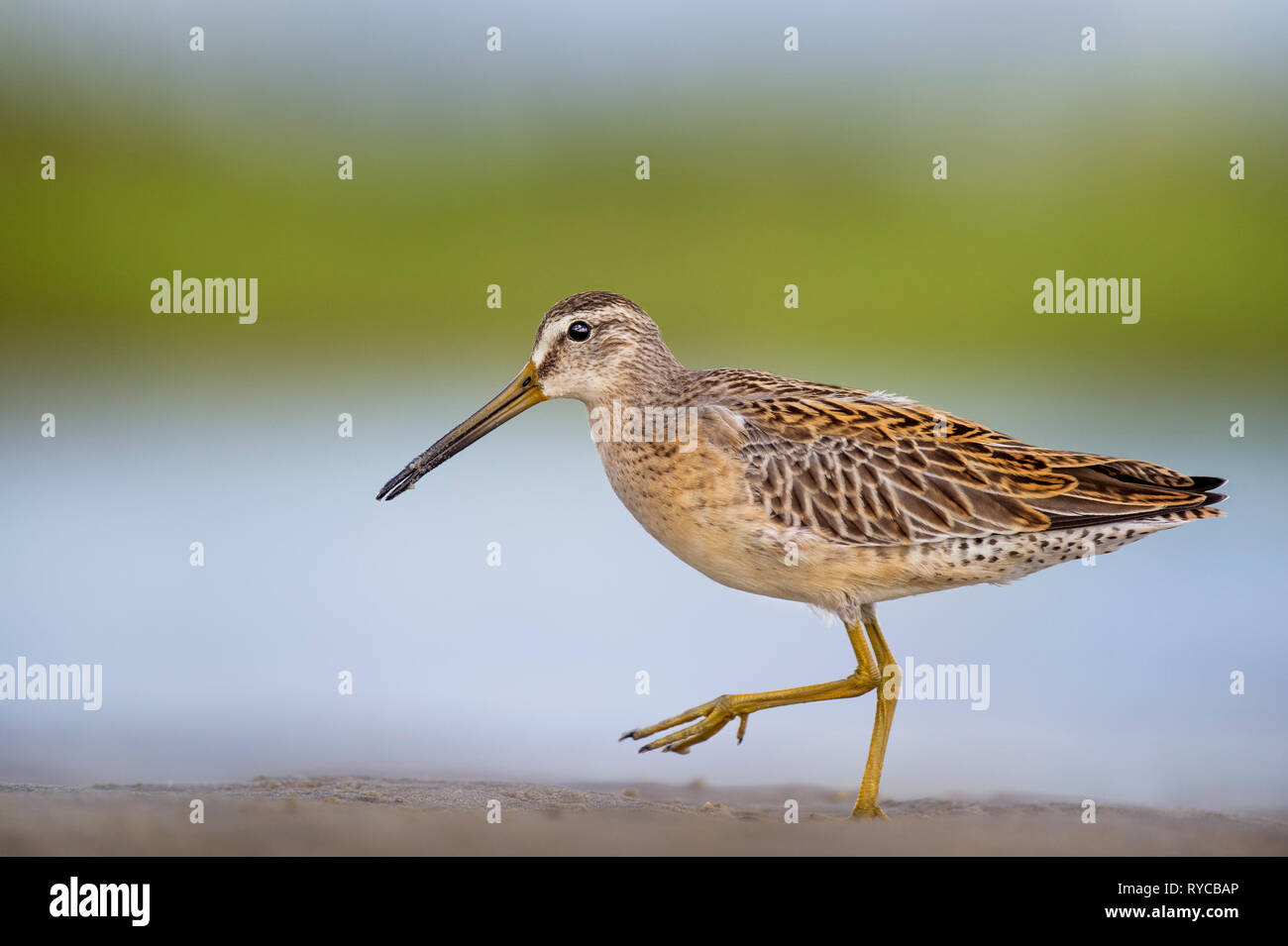 A Short-billed Dowitcher walks with one leg up with a smooth blue and ...