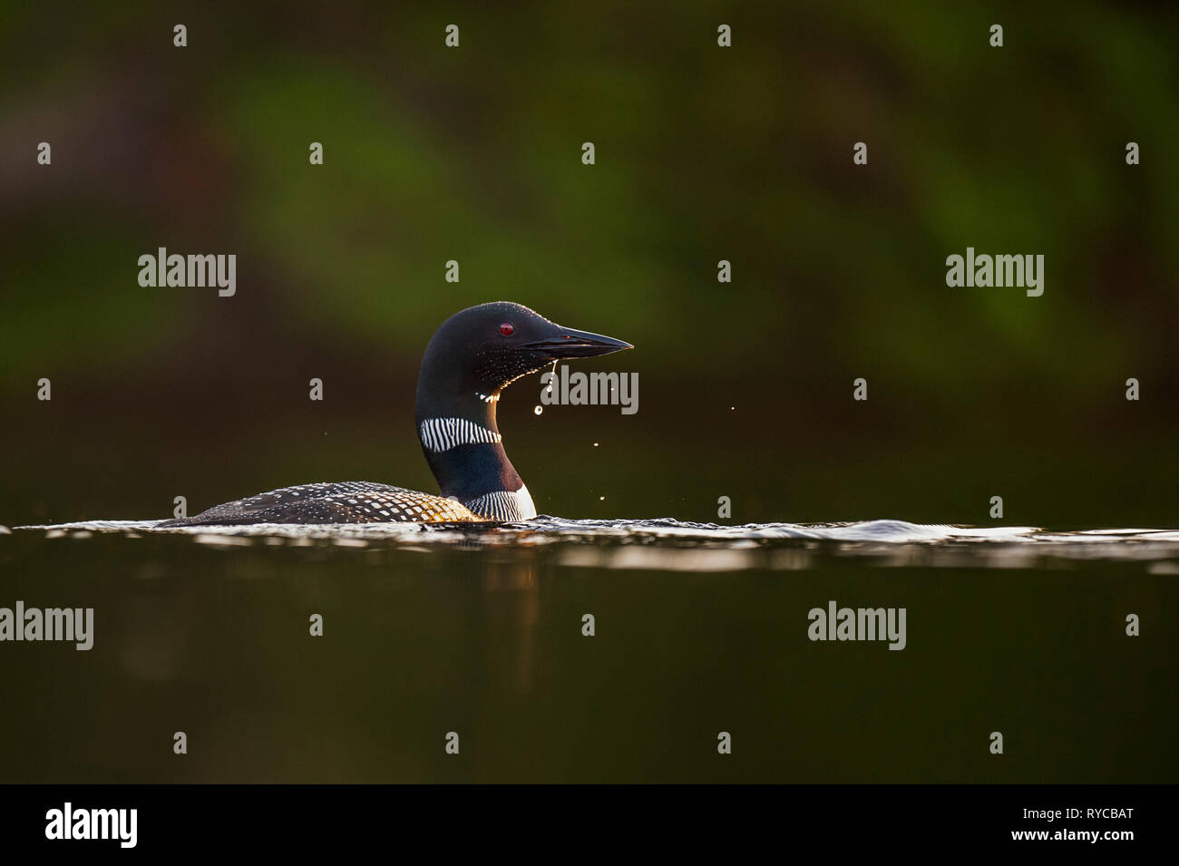 A Common Loon swims in the water with large water drops falling from ...