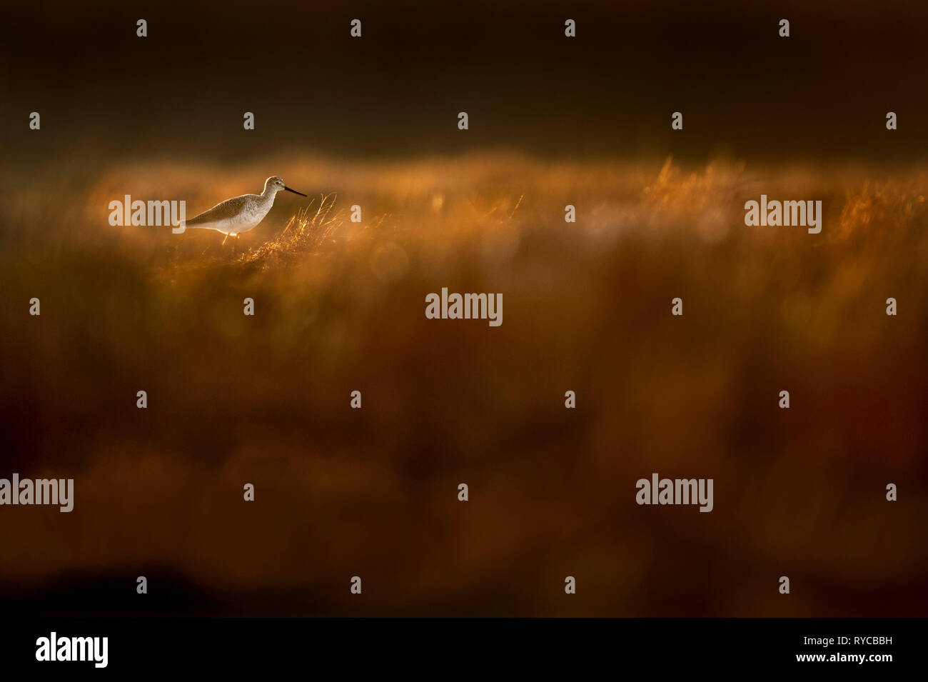 A Greater Yellowlegs stands in the wide open brown marsh grasses ...