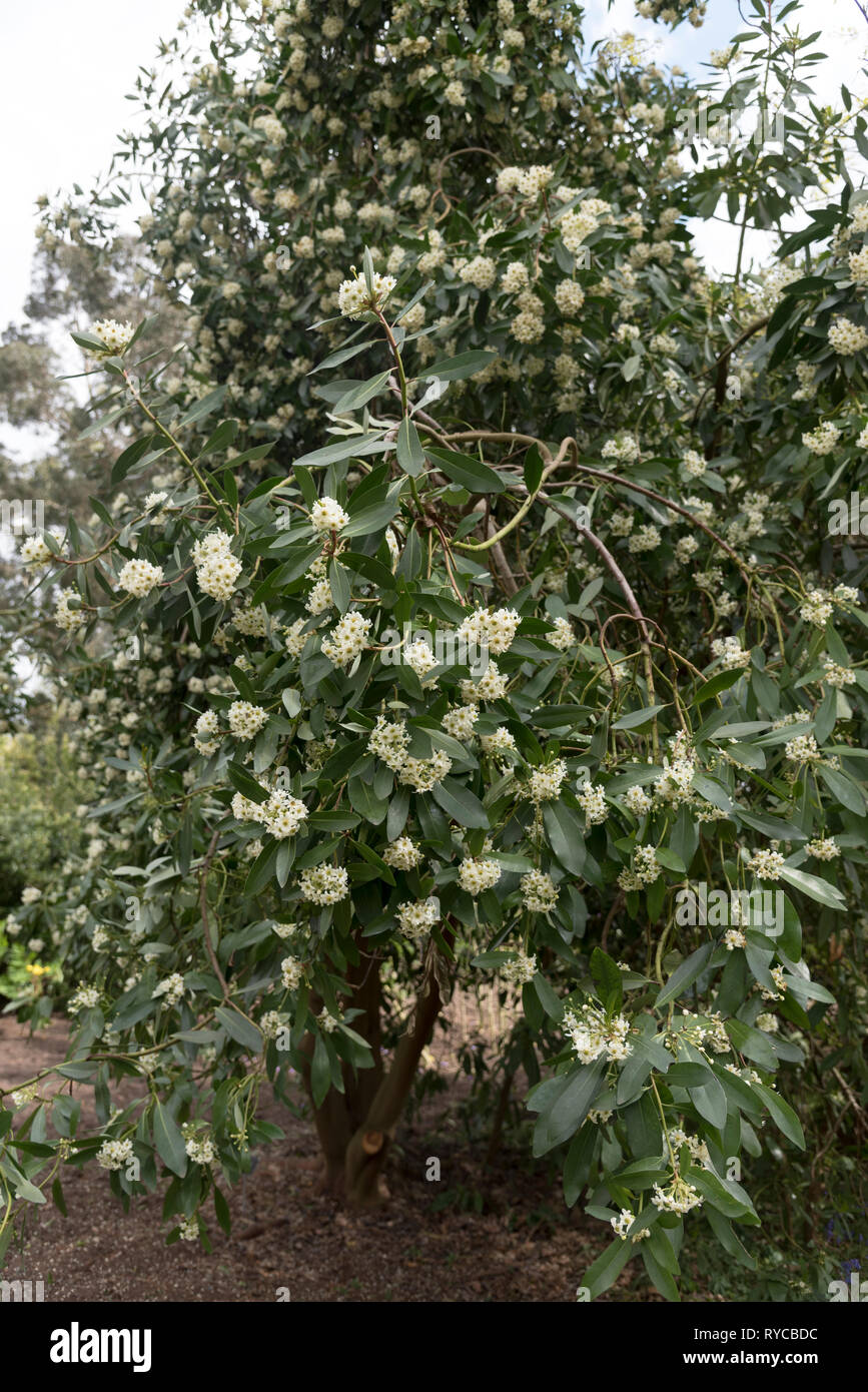 Drimys hi-res stock photography and images - Alamy