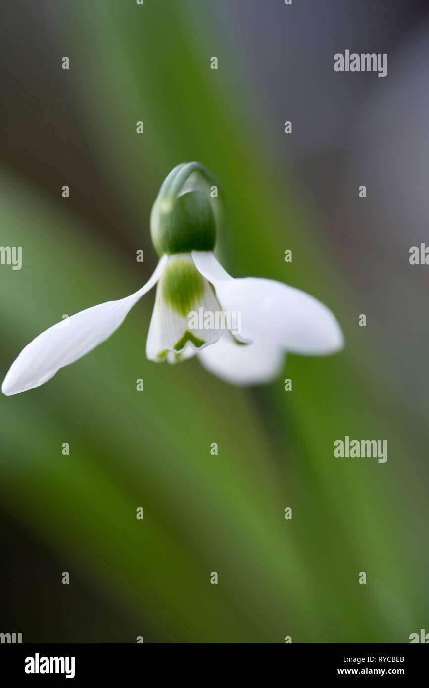 Giant snowdrop galanthus hi-res stock photography and images - Alamy