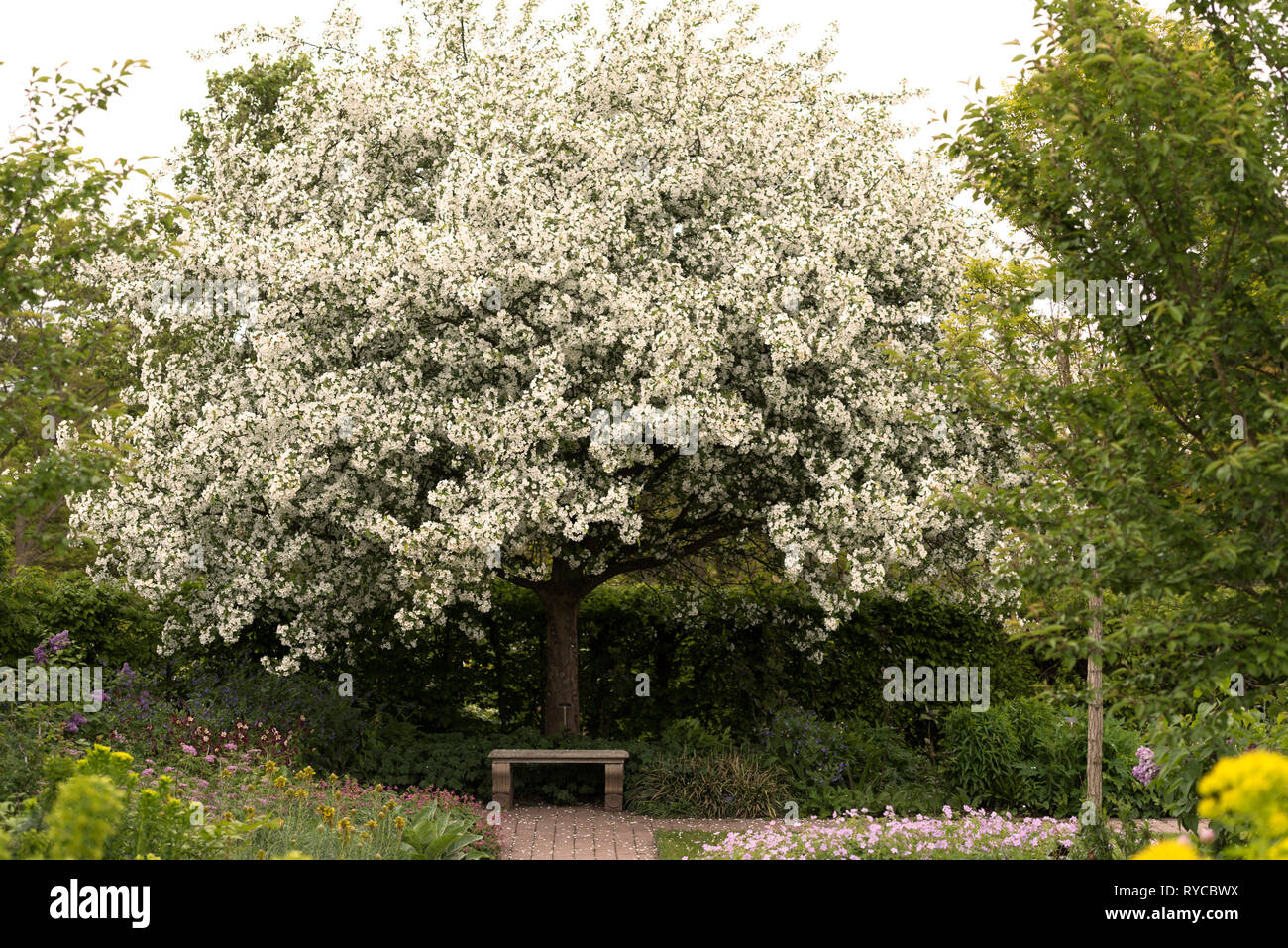 Malus wisley crab hi-res stock photography and images - Alamy