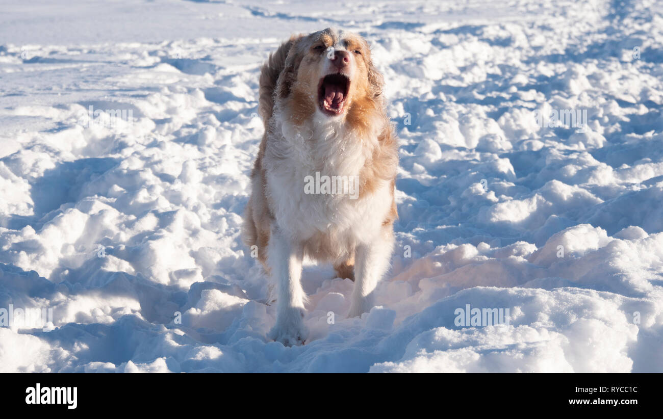 Winter, animal, funny, cold hi-res stock photography and images - Alamy