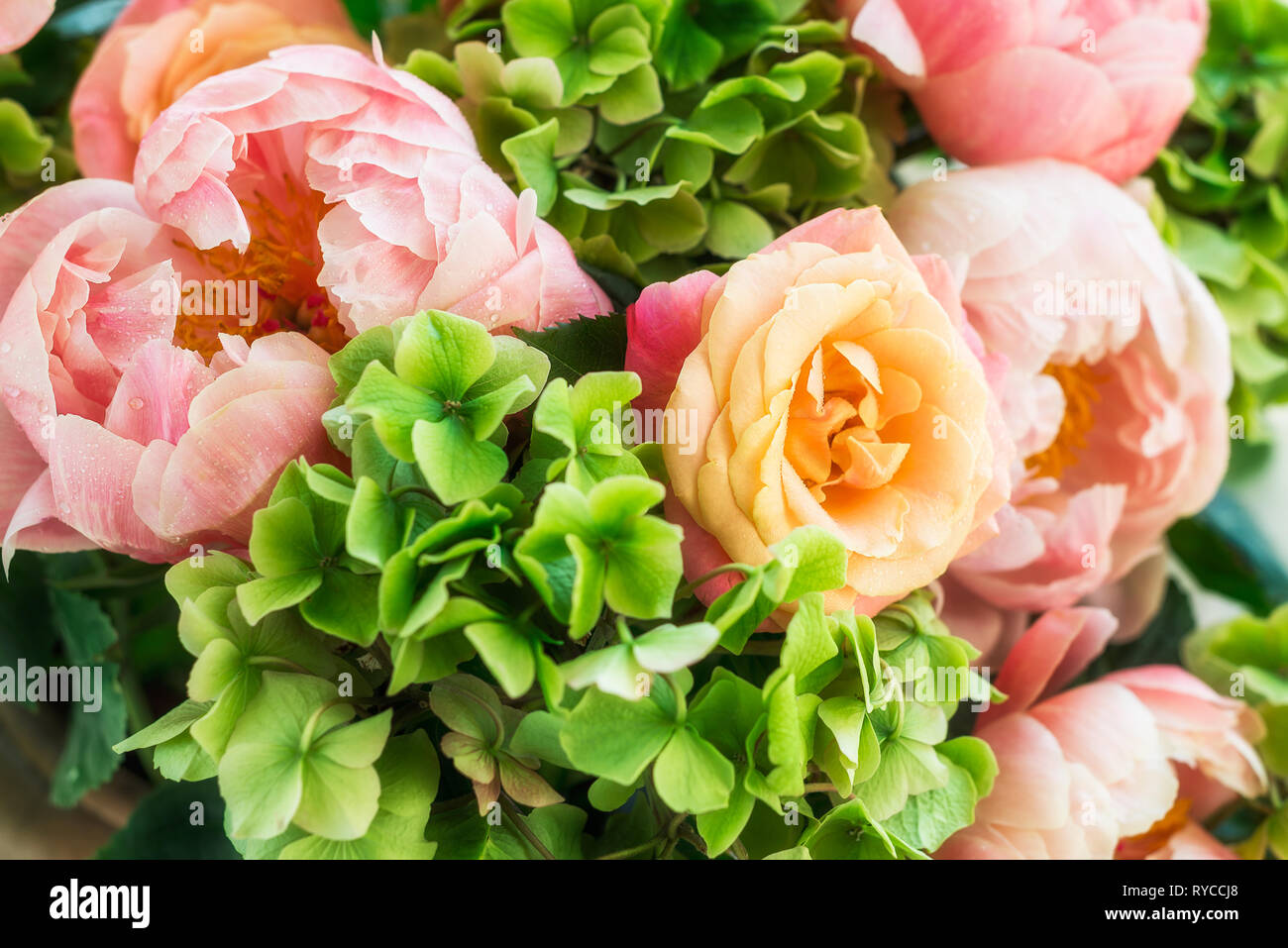 Fresh bunch of pink peonies and roses Stock Photo - Alamy