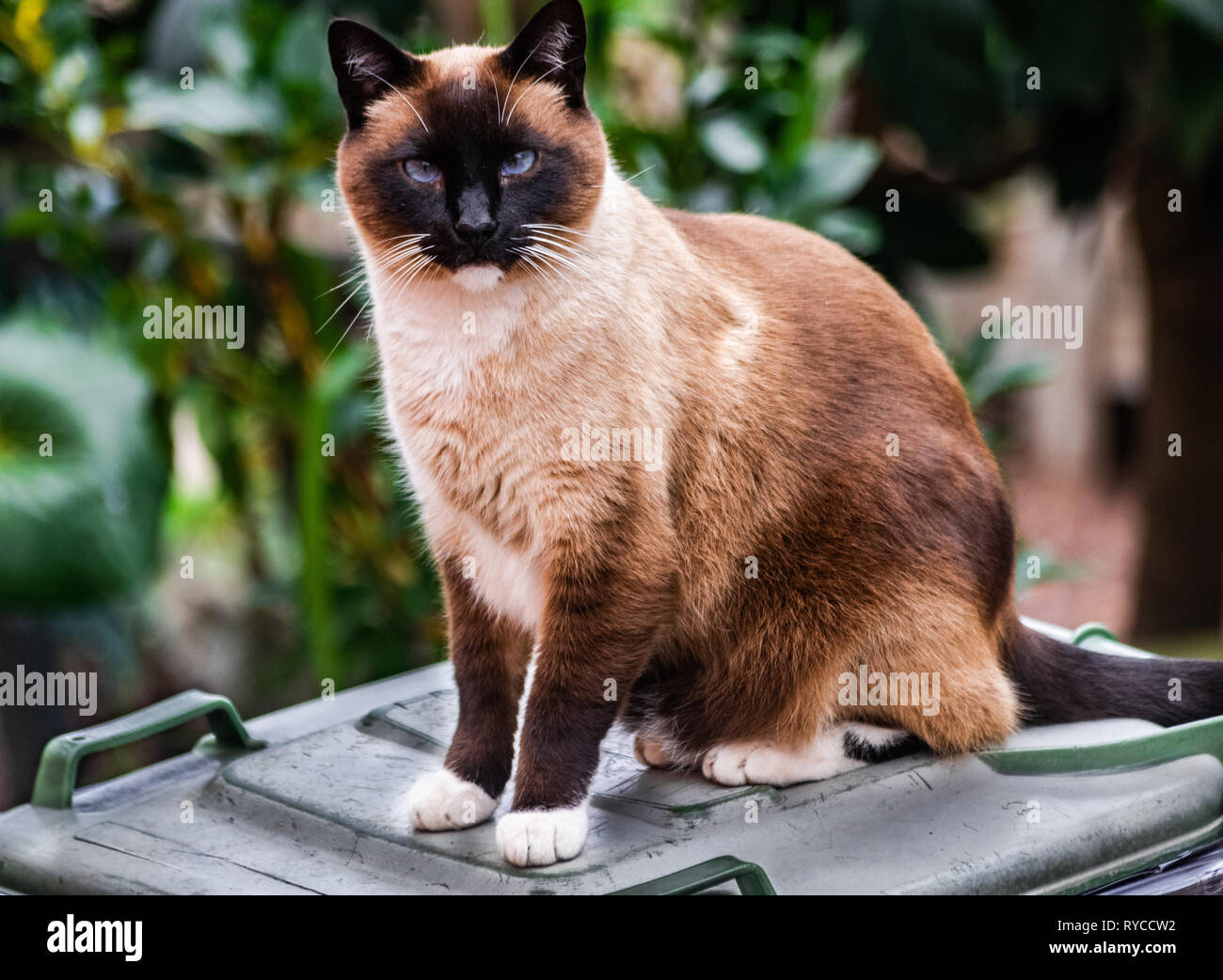 Siamese tricolor cat, sitting on waste bin, looking very friendly Stock ...