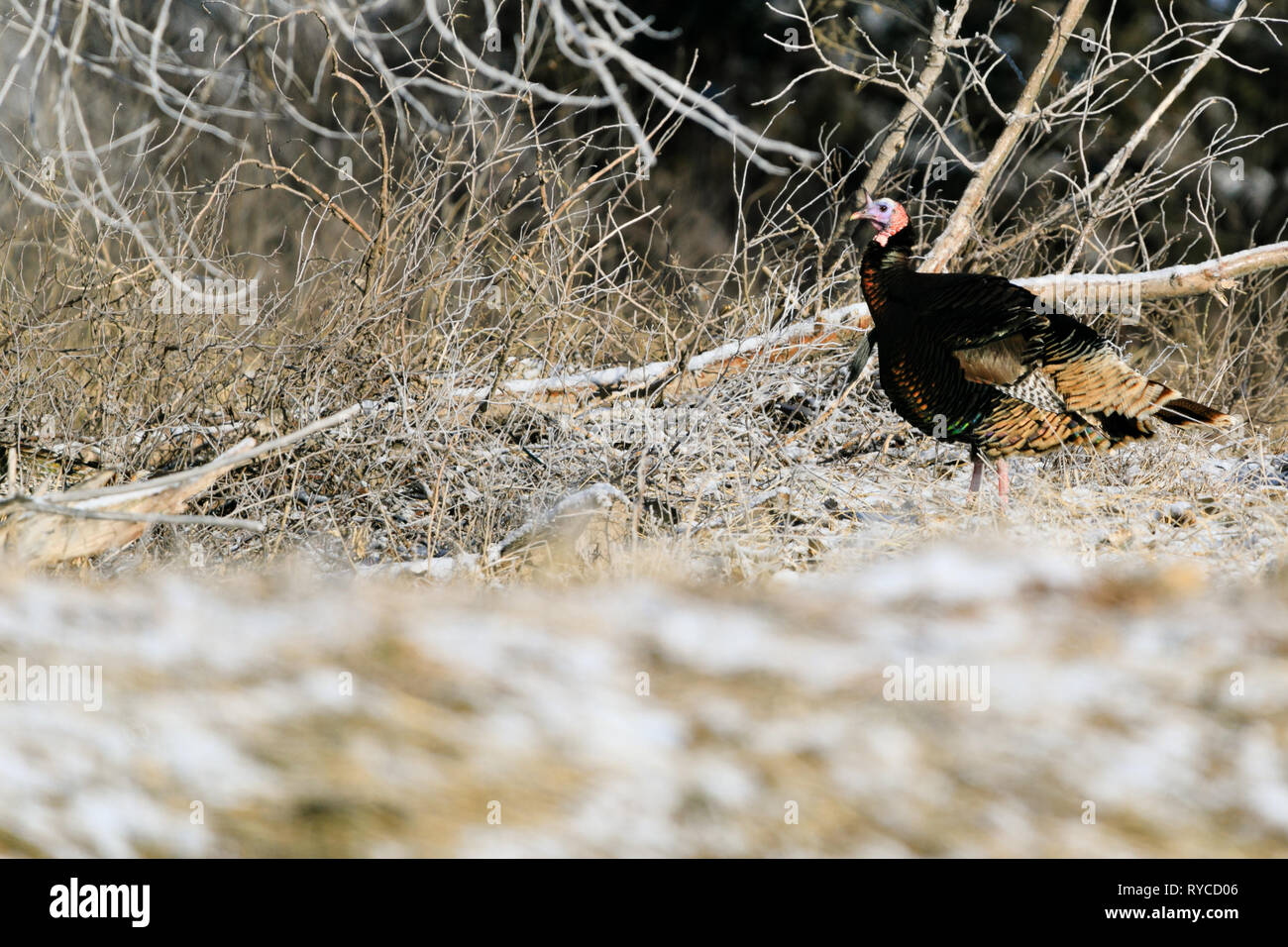 Wild Turkeys forage for food among the trees at Lake Scott State Park ...