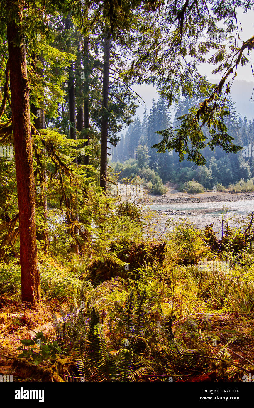 Hoh river basin olympic national hi-res stock photography and images ...