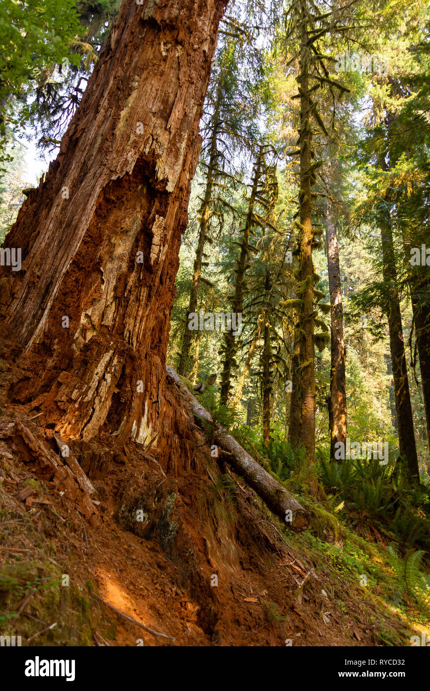 red cedar tree towers over pacific northwest forest in summer Stock ...