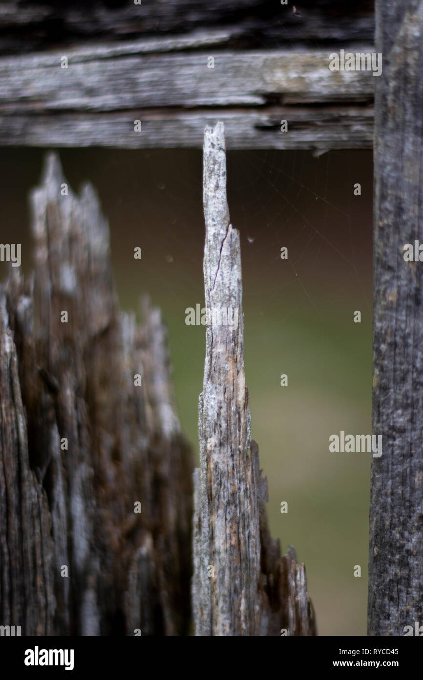 Fungal decay hi-res stock photography and images - Alamy