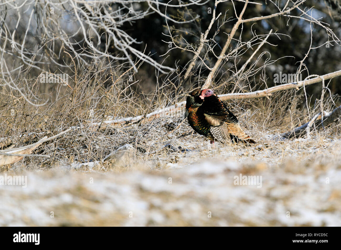 Wild Turkeys forage for food among the trees at Lake Scott State Park ...