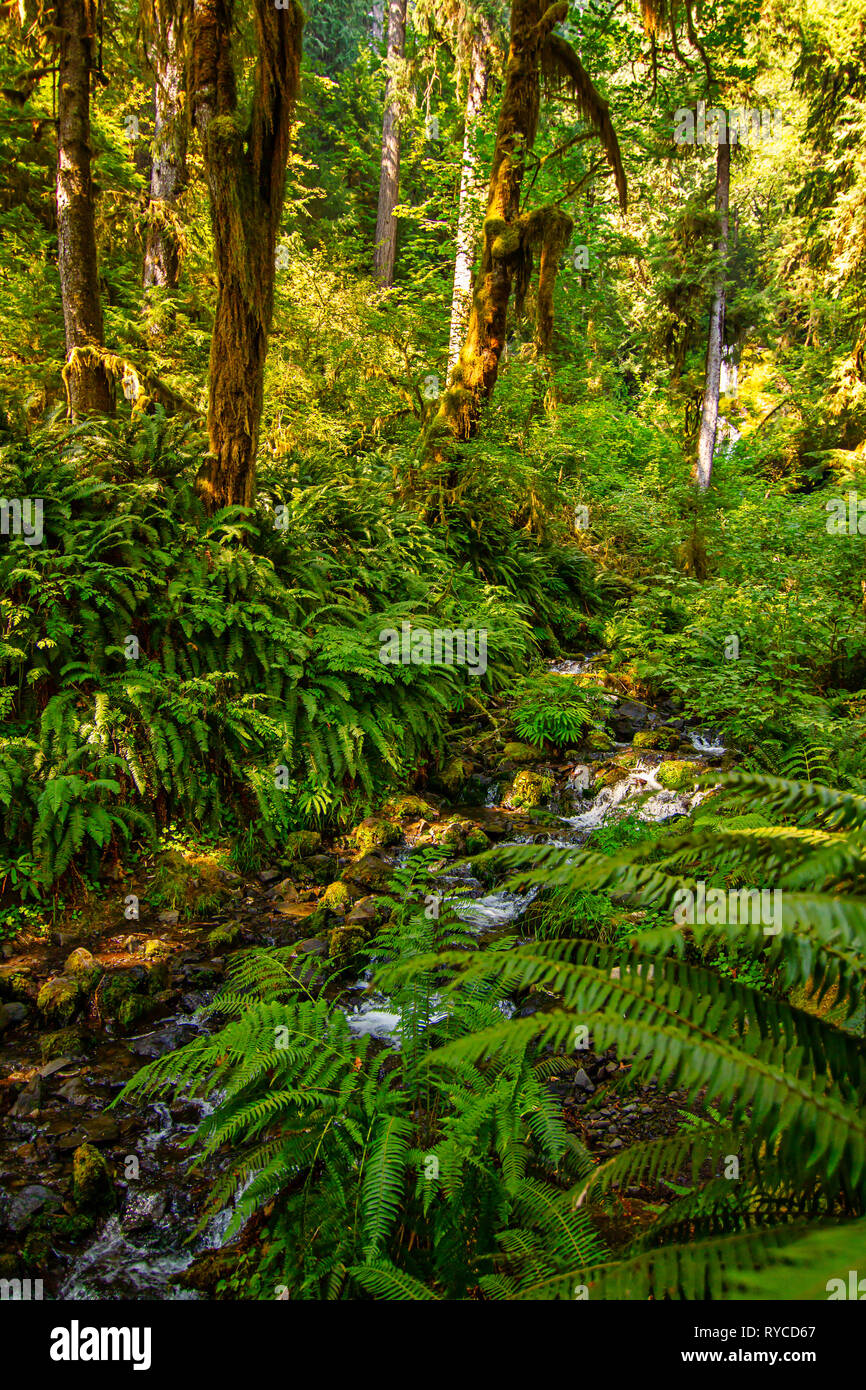 small river flowing through pacific northwest forest in summer Stock ...